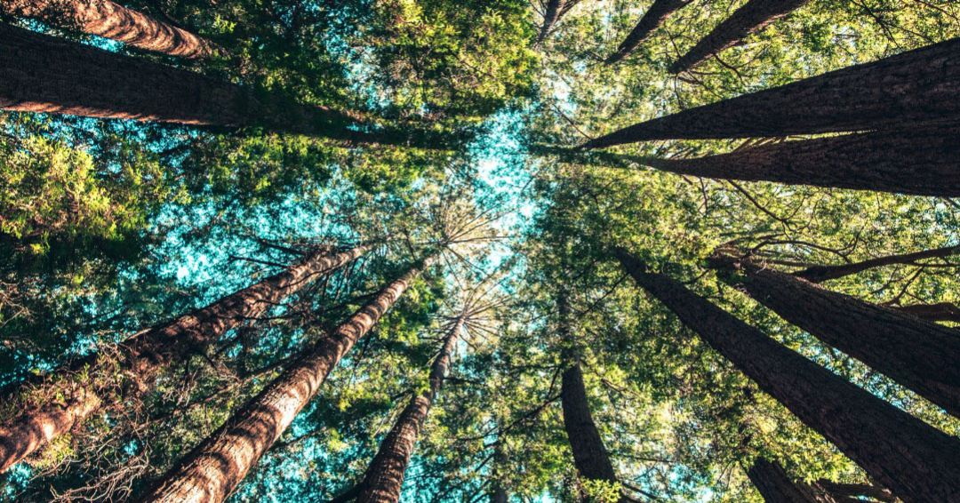 Mindfulness in Nature | How to Practise Mindfulness | Skelian Clinic